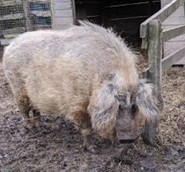 The Pig’s Peasant: Swine Herding in Anglo-Saxon England | The York ...