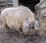 The Pig’s Peasant: Swine Herding in Anglo-Saxon England | The York ...