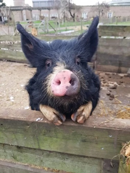 The Pig’s Peasant: Swine Herding in Anglo-Saxon England | The York ...