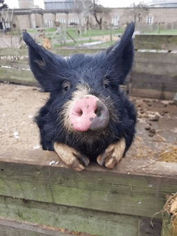 The Pig’s Peasant: Swine Herding in Anglo-Saxon England | The York ...